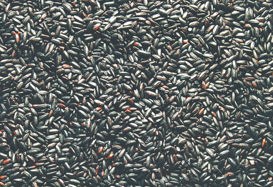 Black rice produced for the first time in Sindhupalchok