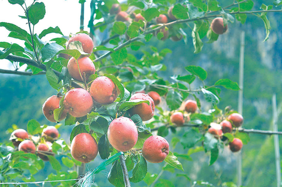 Apple harvest expected to start early in Manang