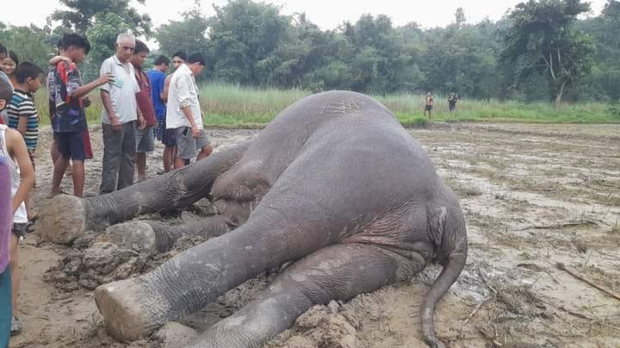 Elephant found dead in Jhapa